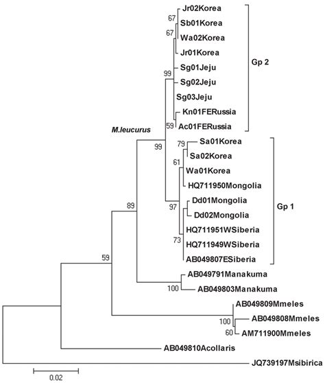 Maximum Likelihood Tree With 18 Complete 1140 Bp Cytochrome B