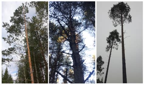 Remote Sensing Free Full Text Stem Quality Estimates Using Terrestrial Laser Scanning