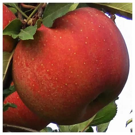 Malus Domestica Shampion Reno2 Container Bare Root Rootstock M26 Select