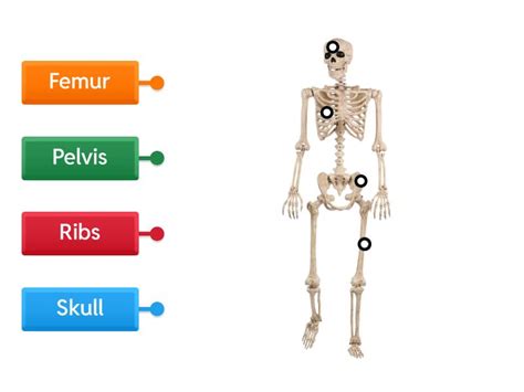 Bones Labelled Diagram