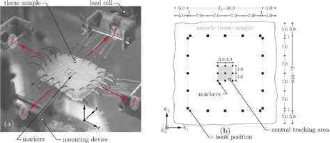 Experimental Setup A View Of The Tissue Specimen Mounted In The