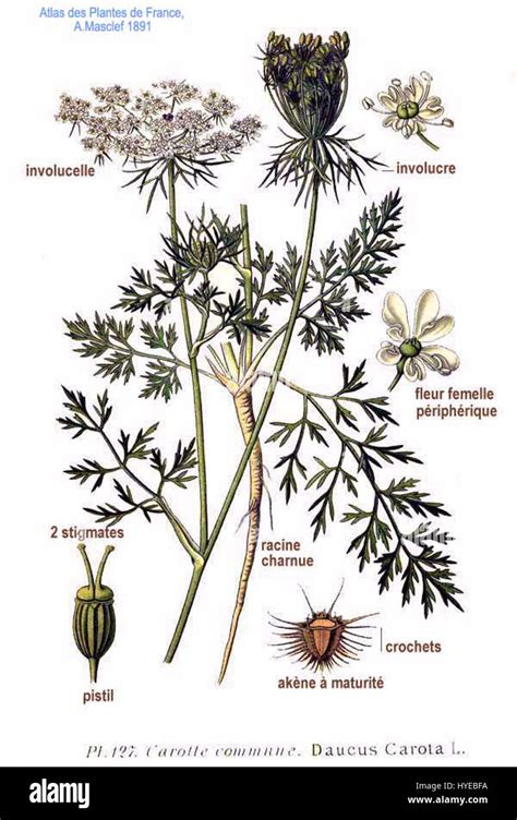 This Botanical Illustration Of Daucus Carota L Carrot Showcases The