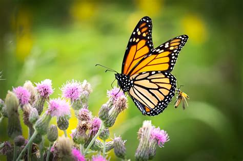Insects In Colour Macro Photo Contest Photocrowd Photo