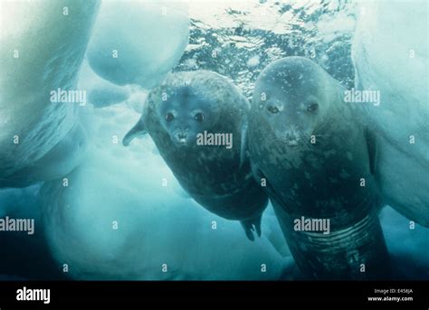 Weddell Seal {leptonychotes Weddelli} Adult And Pup Swimming Under Ice