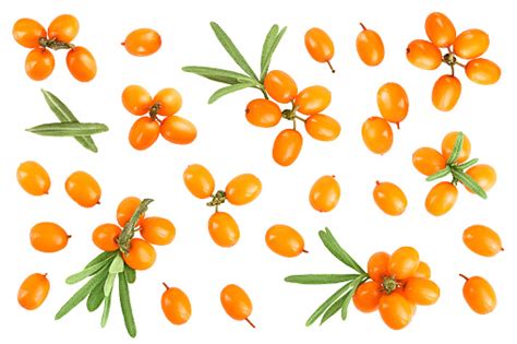 바다 갈매 나무속 텍스트에 대한 복사 공간과 흰색 배경에 고립 된 잎신선한 잘 익은 베리 맨 위 보기 플랫 레이 패턴 0명에 대한 스톡 사진 및 기타 이미지 Istock