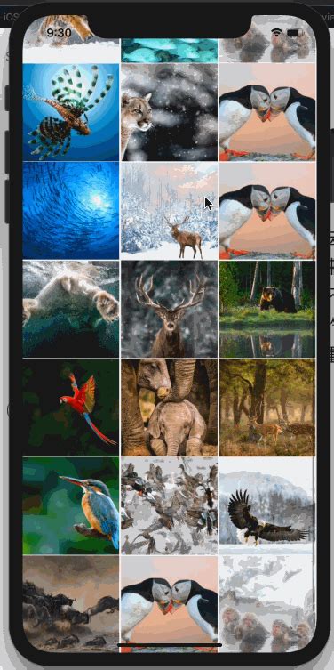 照片牆（使用collection View Controller） By Daniel Hung 彼得潘的 Swift Ios Flutter App 開發教室 Medium
