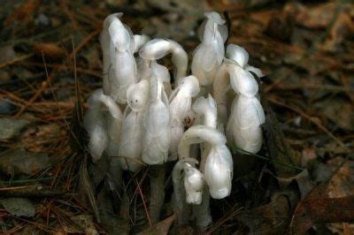 80 Best Plants Seeds Images On Pinterest Teaching Science Science Classroom And Life Science