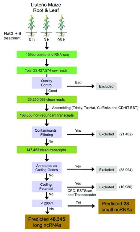 General Flowchart Of The Pipeline Used To Identify The Repertoire Of Download Scientific