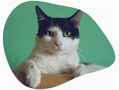Javascript Mask Css Does Not Work Properly On Chrome Stack Overflow