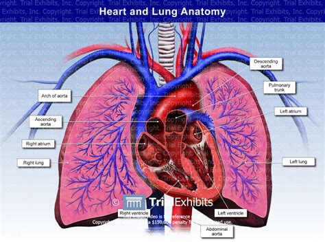 Heart And Lung Anatomy Trialquest Inc