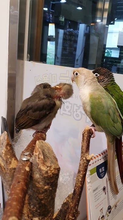 직박구리 보살피기 포메라니안 귀여운강아지 코뉴어 포메라니안키우기 최성화헤어 부천중동위브미용실 Youtube