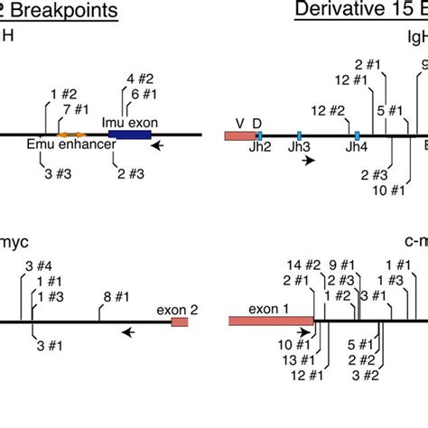 Translocation Breakpoints Diagram Of Translocation Breakpoints From Download Scientific