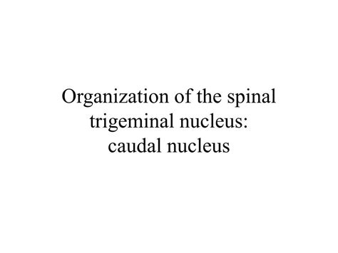 Ppt Trigeminal System Powerpoint Presentation Free Download Id 2999930