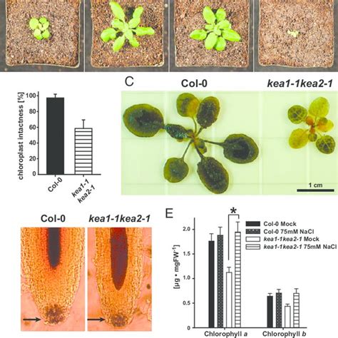 Fig S1 Overview Of T Dna Insertion Lines Isolated And Used In This