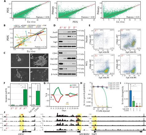 Sclc Ex Vivo Tumors Have Distinct Phenotypic States Regulated By The