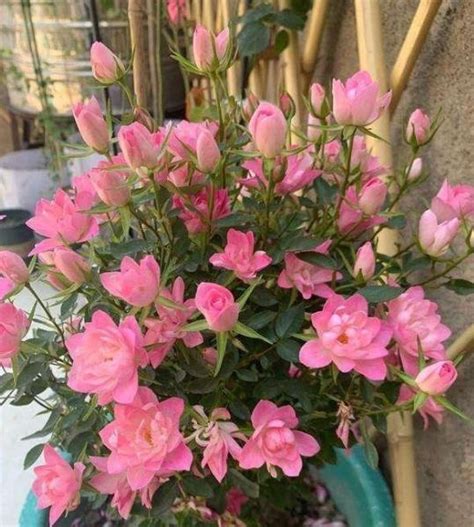 此花号称“开花劳模”，分枝多开花旺，一次能开30朵，后悔养晚了东方养生频道东方养生