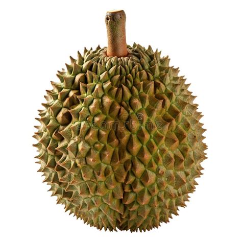 Durian Isolated On White Stock Illustration Illustration Of Thorn