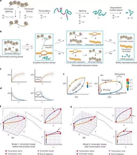 Multi Omic Single Cell Velocity Models Epigenometranscriptome