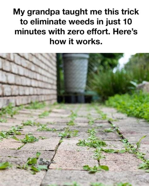 How To Eliminate Weeds In Just Minutes Using A Simple And Natural Method Fakake Home
