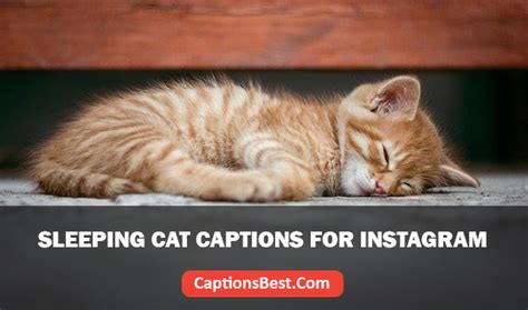 Sleeping Cat Captions For Instagram With Quotes