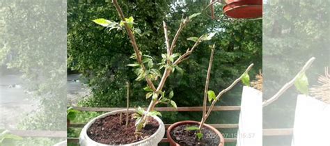 Гибискус купить в Перми | Товары для дома и дачи | Авито