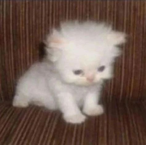 Create Meme Kitten Meme Cat The Kitten Is Funny Pictures Meme