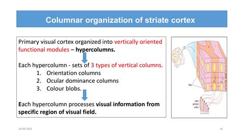 lecture 6 2022 special senses vision 6 physiology of vision visual cortex different cells