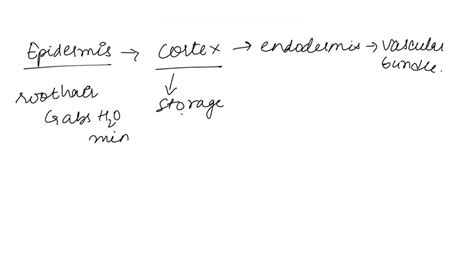 Solved The Correct Outer To Inner Sequence Of Tissues Layers In A Dicot Root Is Epidermis