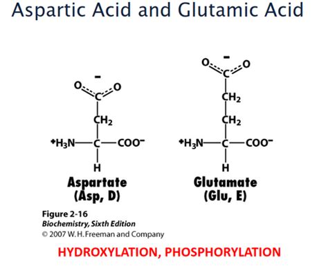 Lecture 17 Post Translational Modification I Flashcards Quizlet