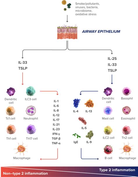 Explore The Copd Type 2 Inflammation Connection
