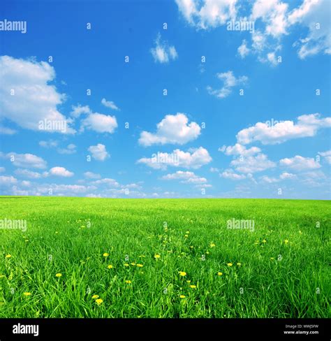 Green Grass And Blue Sunny Sky Spring Landscape Perfect For