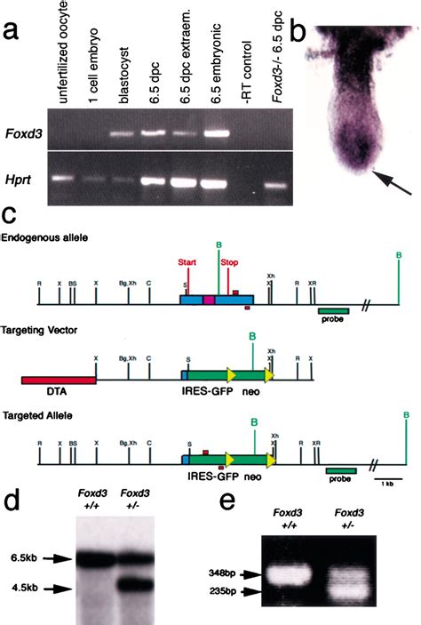 Requirement For Foxd3 In Maintaining Pluripotent Cells Of The Early