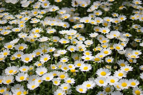 무료 이미지 목초지 플로라 화분 꽃들 국화 가을 꽃 꽃 피는 식물 데이지 가족 Oxeye 데이지 야생화가 닫습니다 꽃 닫기 업 연간 공장 육상 식물