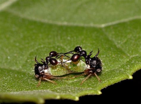 The Ant Mimicking Treehopper The Ark In Space