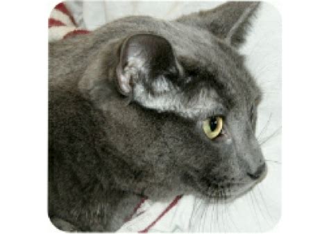 Tensorflow For R Image Classification From Scratch