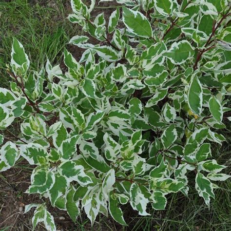 Дерен белый Сибирика Вариегата (Cornus sibirica Variegata)