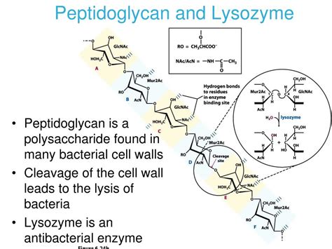 Ppt Chapter 6 Enzymes Powerpoint Presentation Free Download Id815181