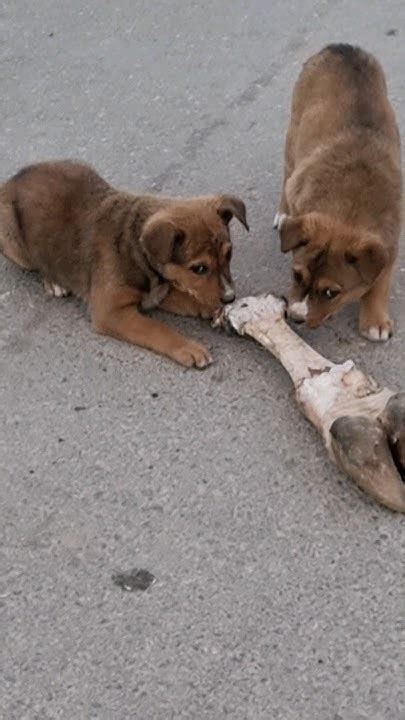 الجرو الصغير Dogs 🐕 Smol Youtube