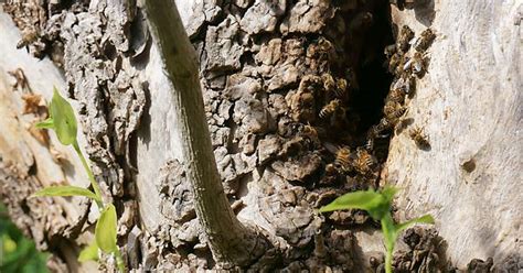 Tree Hive Album On Imgur