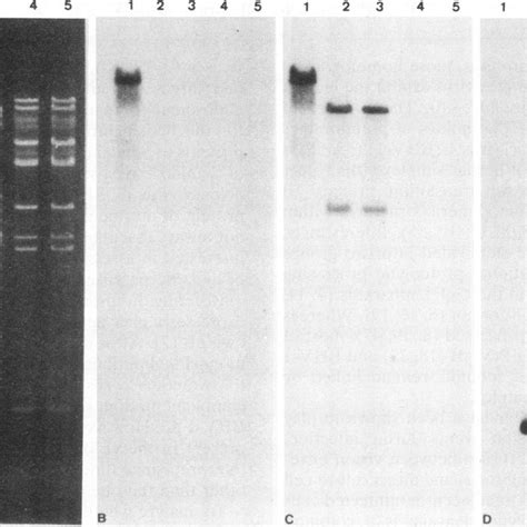 Genomic Characterization Of Recombinant Viruses Dna Was Isolated From