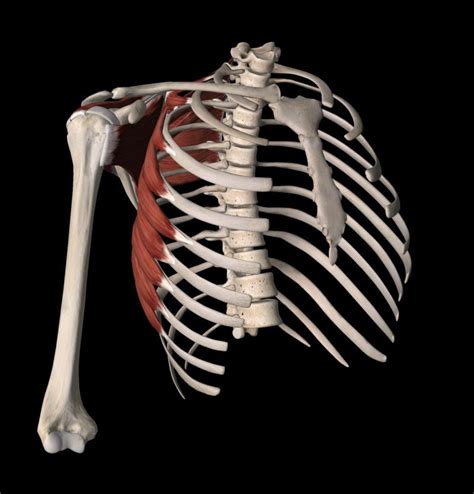 Scapular Instability With Climbers The Climbing Doctor