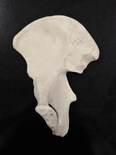 Lab Practical 3 Flashcards Quizlet