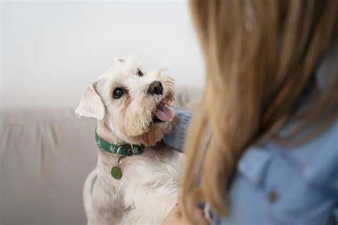 ᐉ Datos curiosos de los perros infórmate sobre tu canino