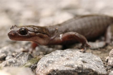 エゾサンショウウオ｜北の大地に鱒を追う 北の大地に鱒を追う｜北海道に棲むイトウ×ミヤベイワナ、そして