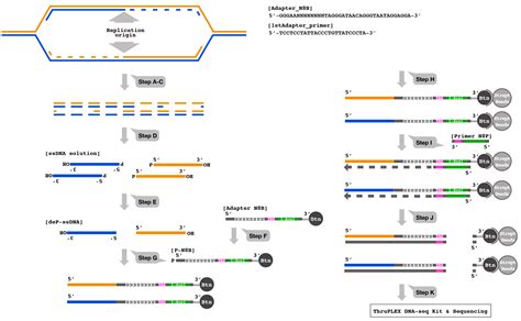 Strand Specific Single Stranded Dna Sequencing 4s Seq Of E Coli Genomes —bio Protocol