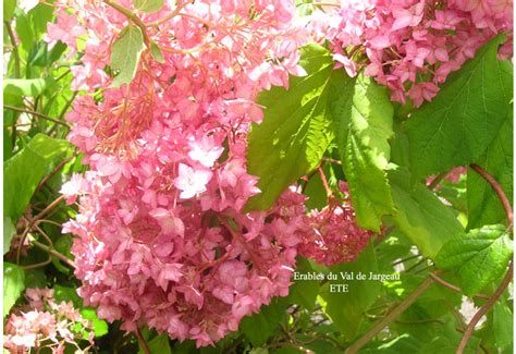 Hydrangea Arborescens Bella Anna Erable Du Val De Jargeau