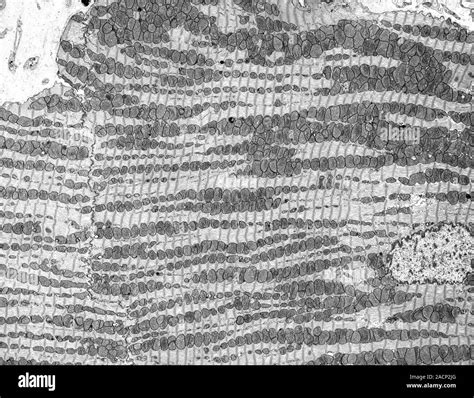Cardiac Muscle Transmission Electron Micrograph Tem Of A Longitudinal Section Through Cardiac