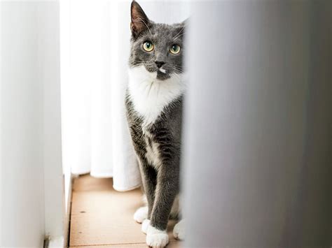 12 Cute Gray And White Cat Breeds That Make Great Pets