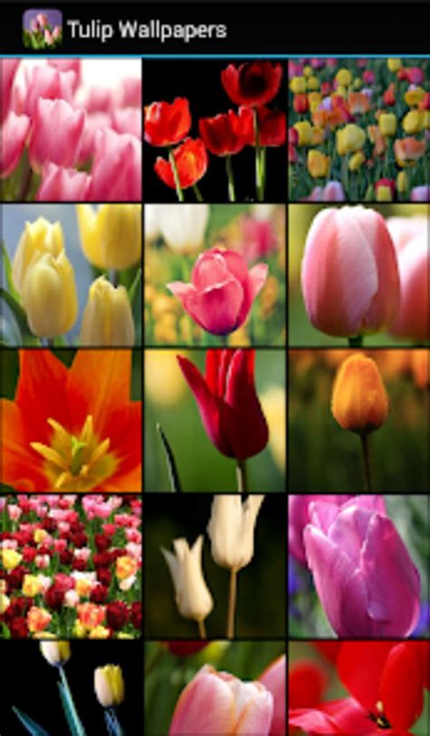 Tulip Wallpapers Para Android Descargar