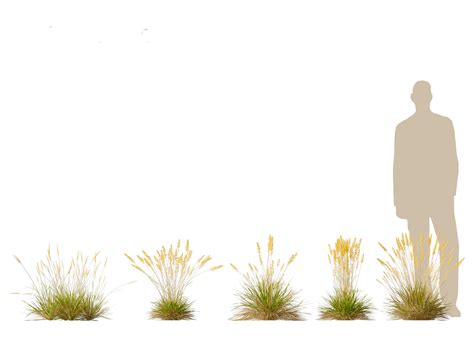 Koeleria Macrantha Prairie Junegrass 3d Model By 3dgardenplants